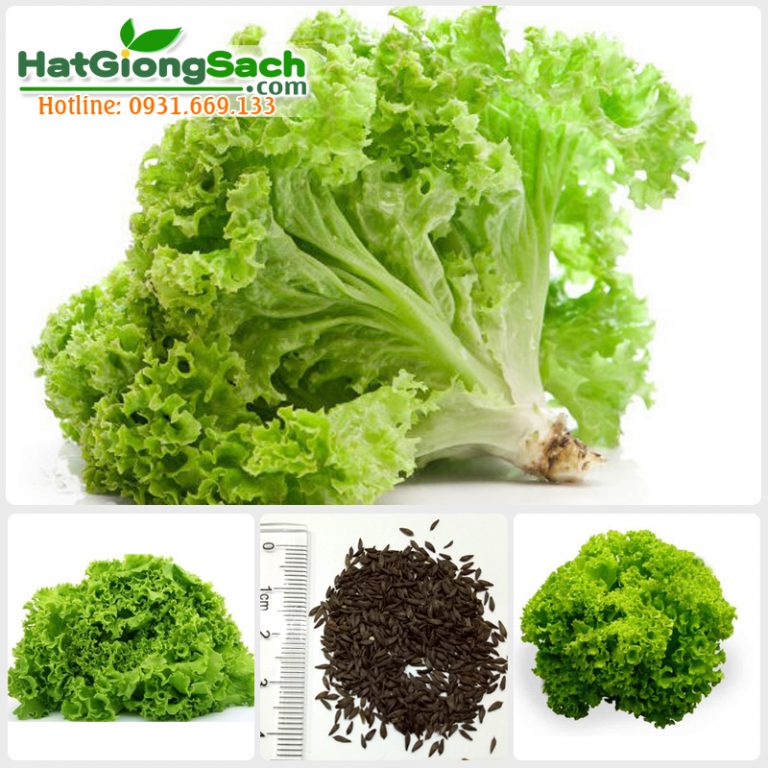 Hạt giống xà lách xoắn – Công Ty Hạt Giống Sạch