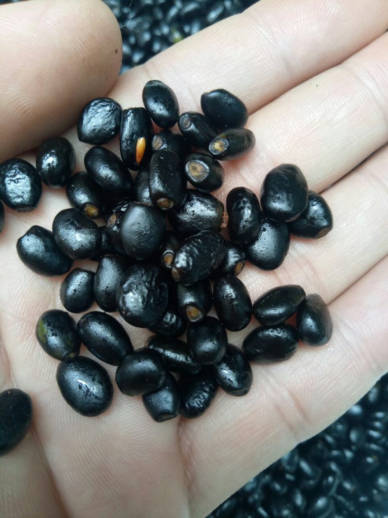 Hạt giống hoa mai vàng (20 hạt) – Công Ty Hạt Giống Sạch