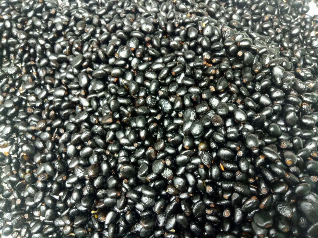 Hạt giống hoa mai vàng (20 hạt) – Công Ty Hạt Giống Sạch